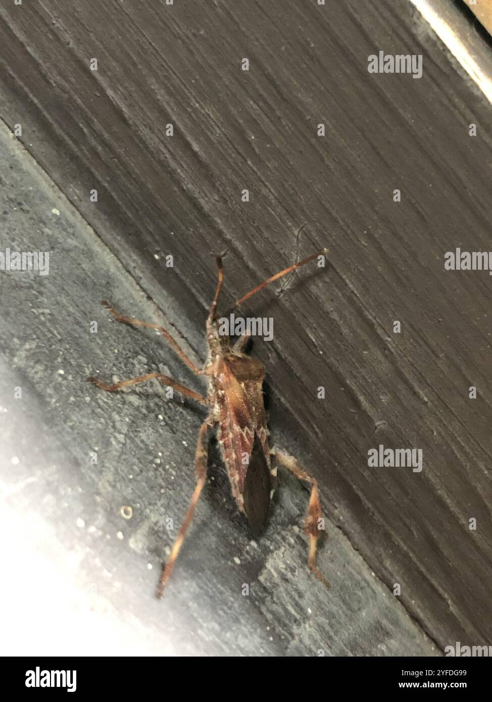 Western Conifer Seed Bug (Leptoglossus occidentalis Stock Photo - Alamy