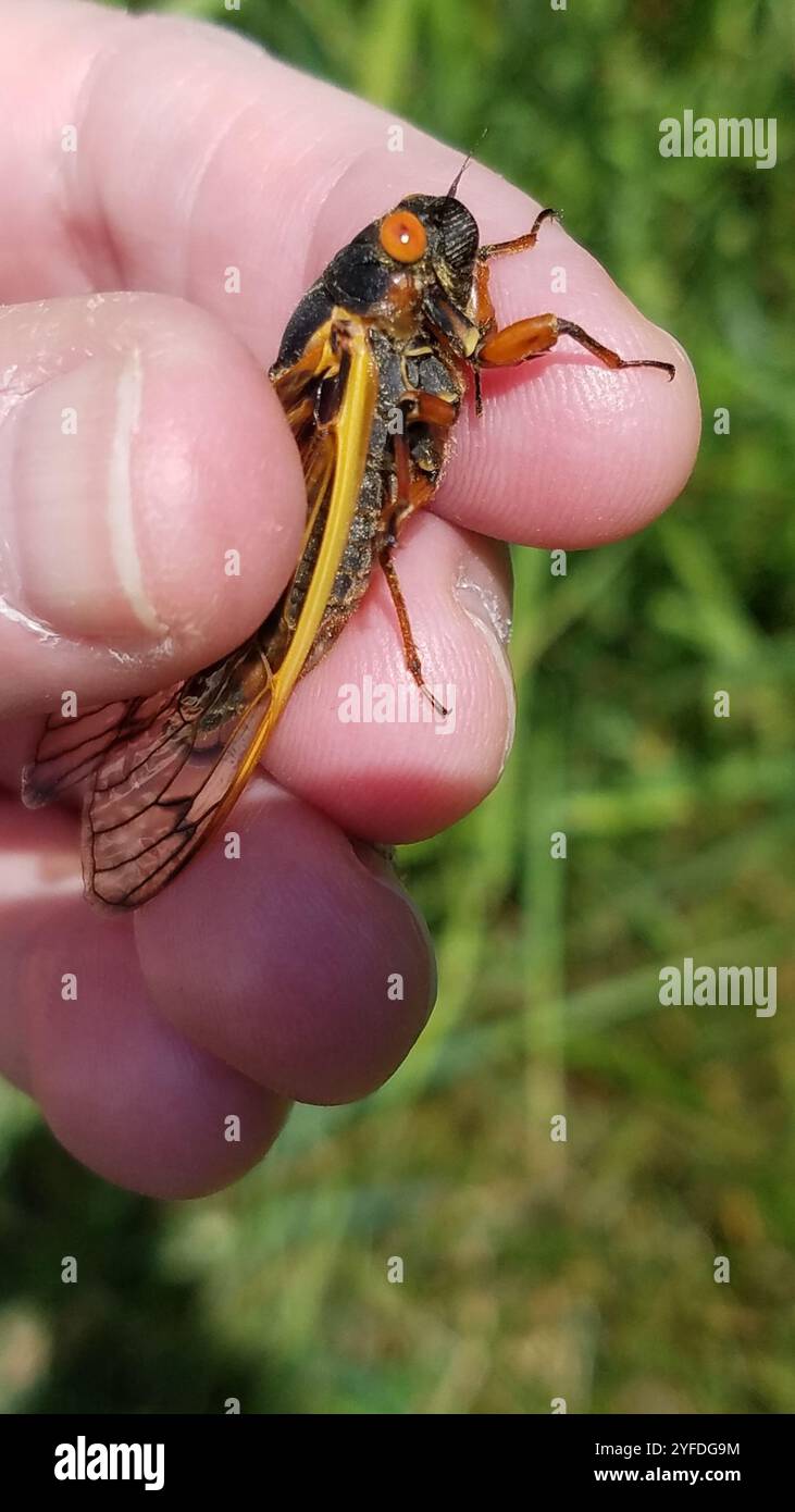 Pharaoh Cicada (Magicicada septendecim Stock Photo - Alamy
