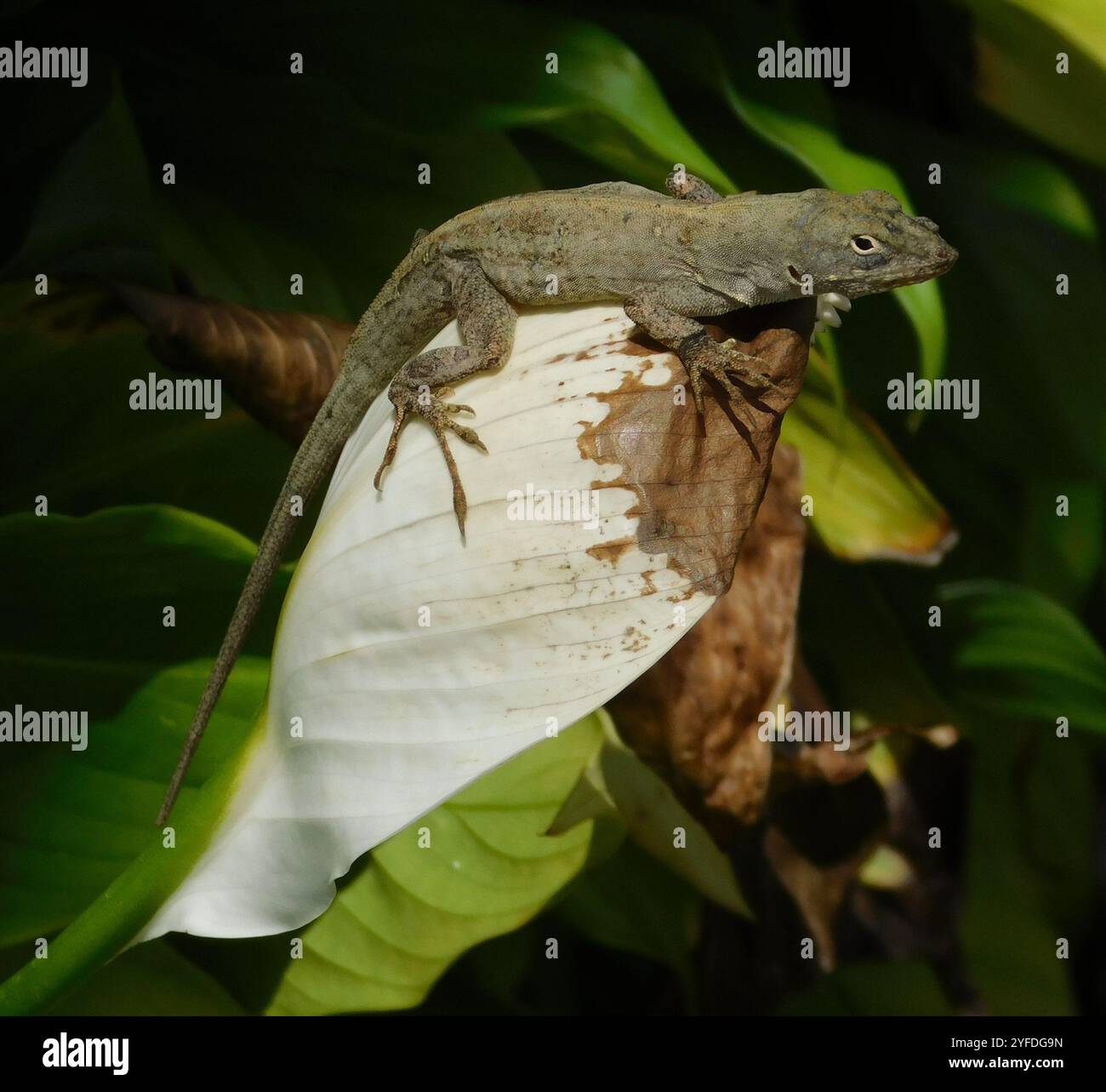 Brown Anole (Anolis sagrei Stock Photo - Alamy