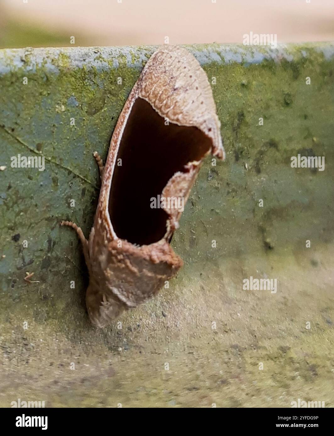 Moonseed Fruitpiercer (Gonodonta sinaldus Stock Photo - Alamy
