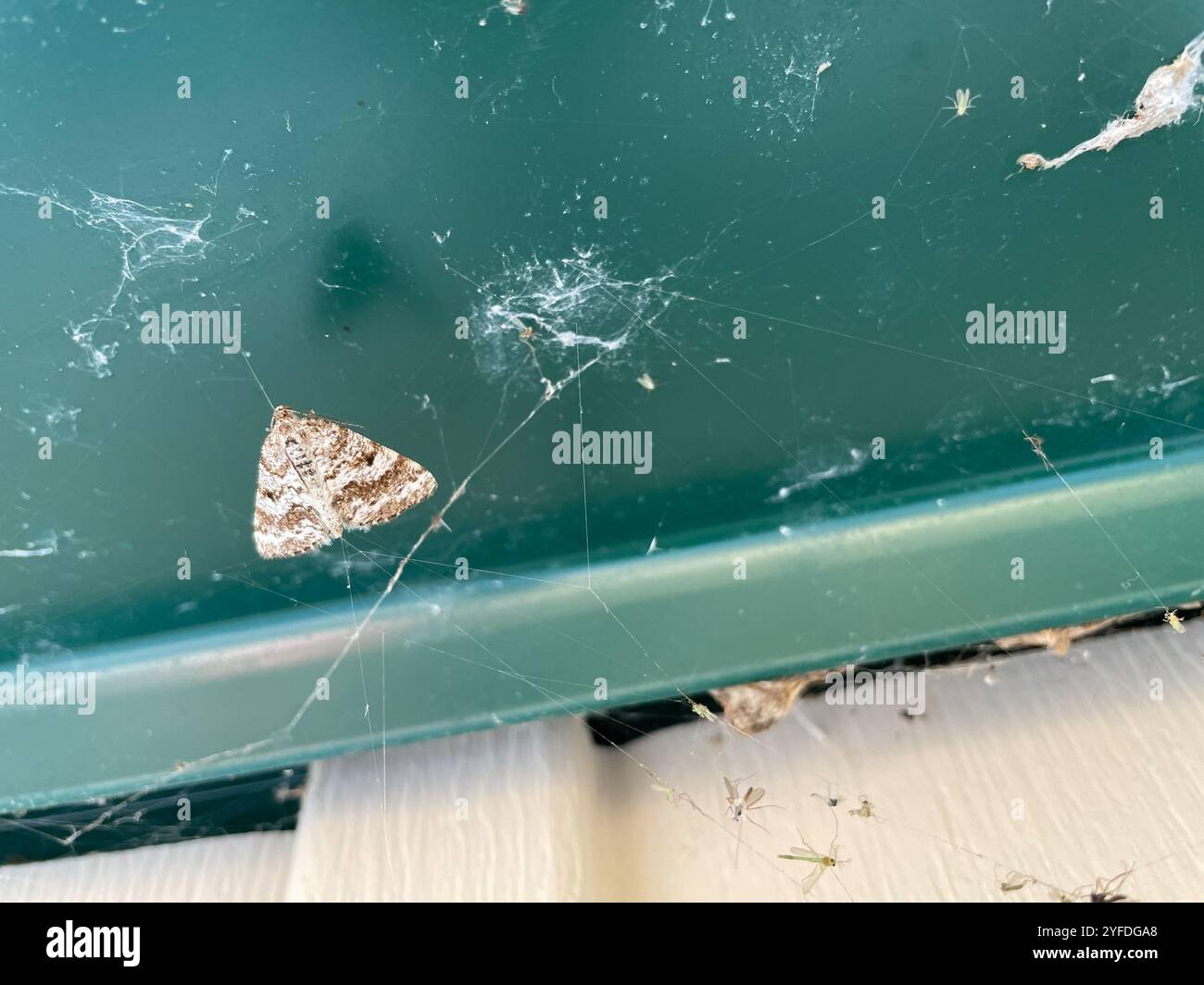 Powder Moth (Eufidonia notataria Stock Photo - Alamy