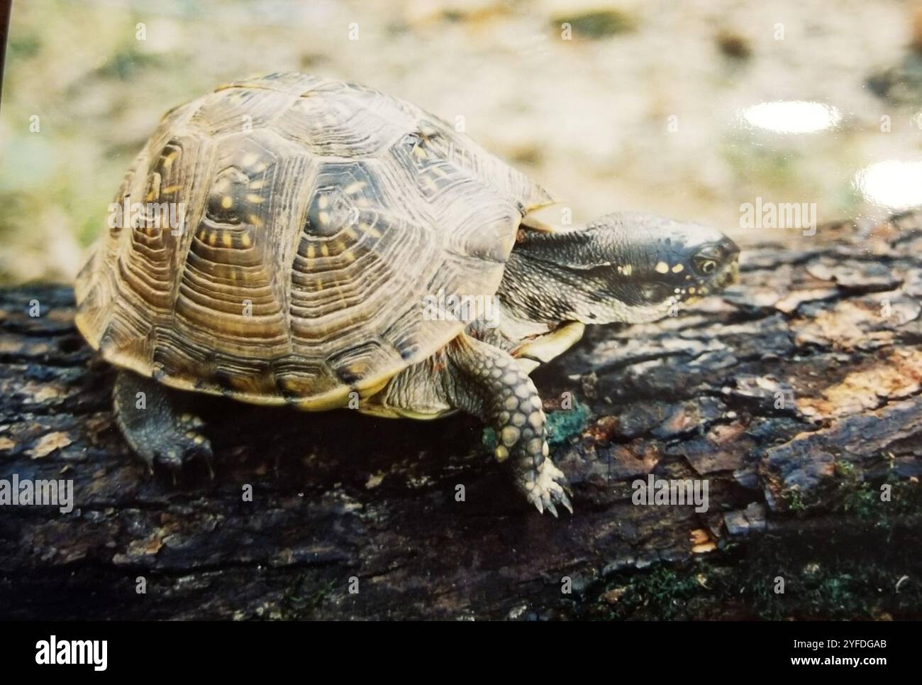 Three-toed Box Turtle (Terrapene triunguis Stock Photo - Alamy