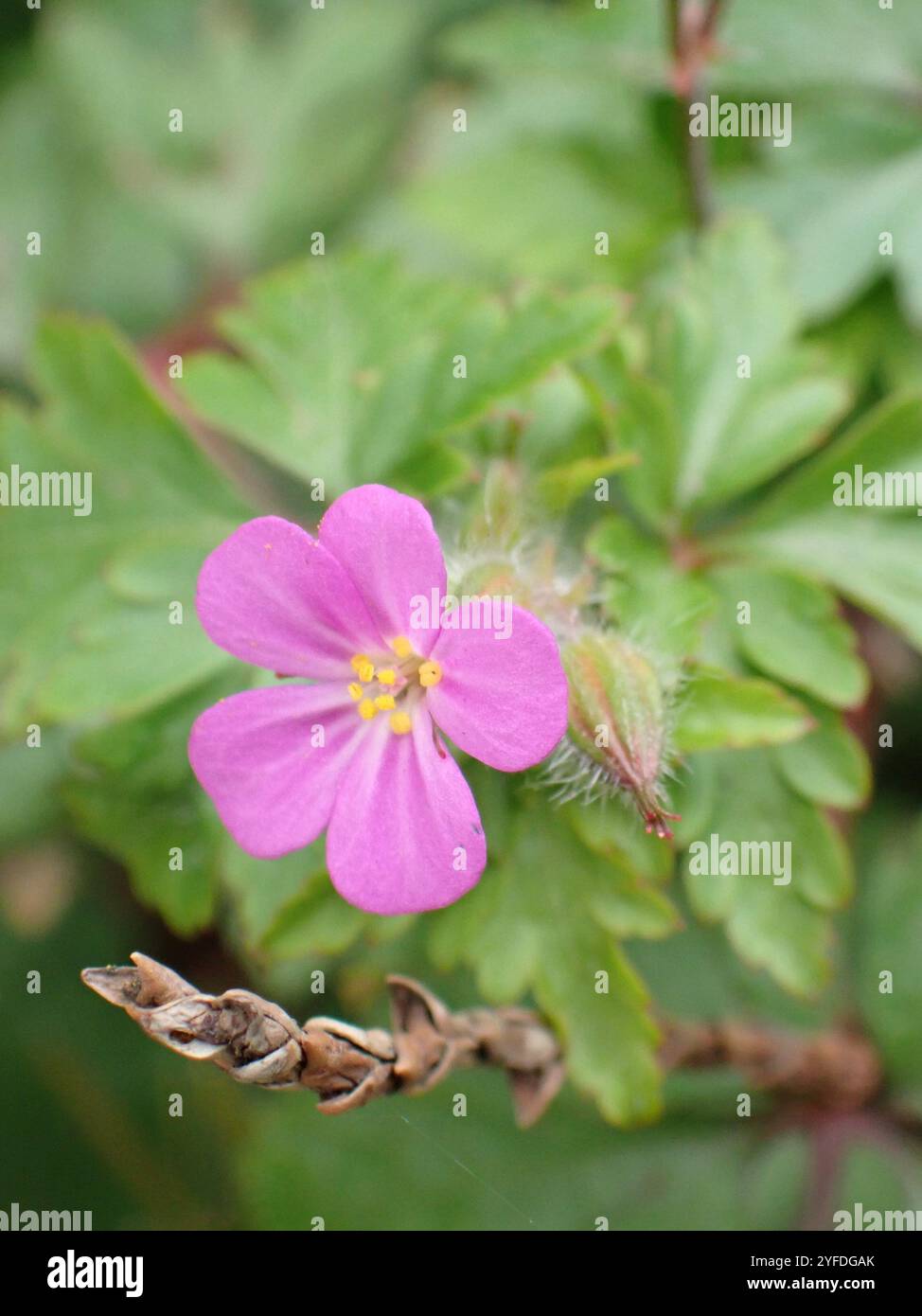 Little-Robin (Geranium purpureum Stock Photo - Alamy