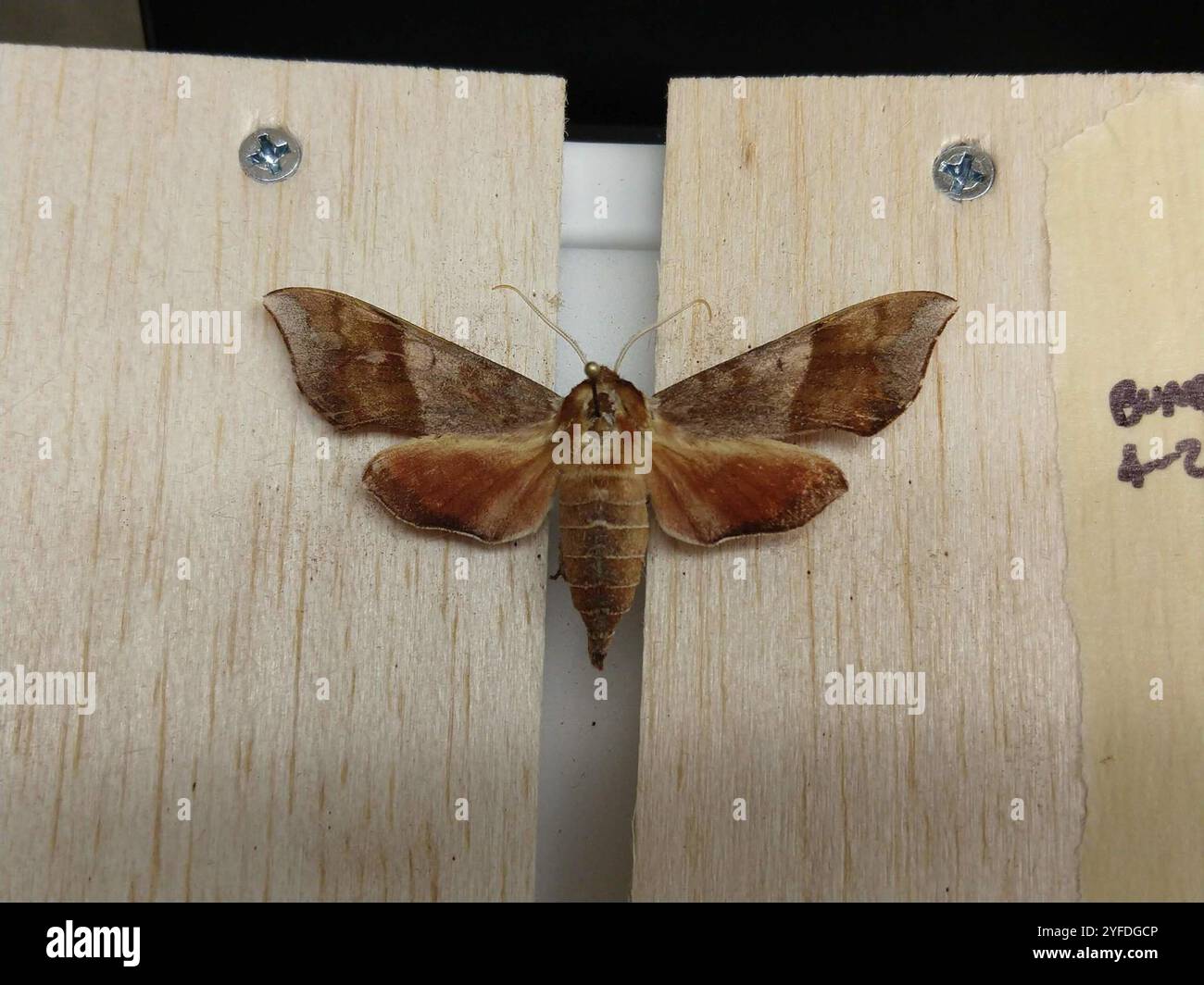Azalea sphinx hi-res stock photography and images - Alamy