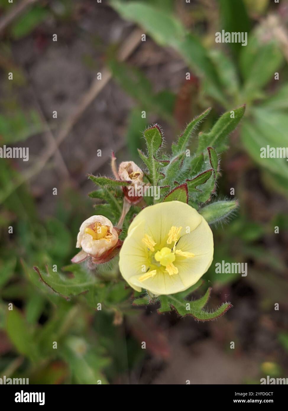 cutleaf evening primrose (Oenothera laciniata Stock Photo - Alamy