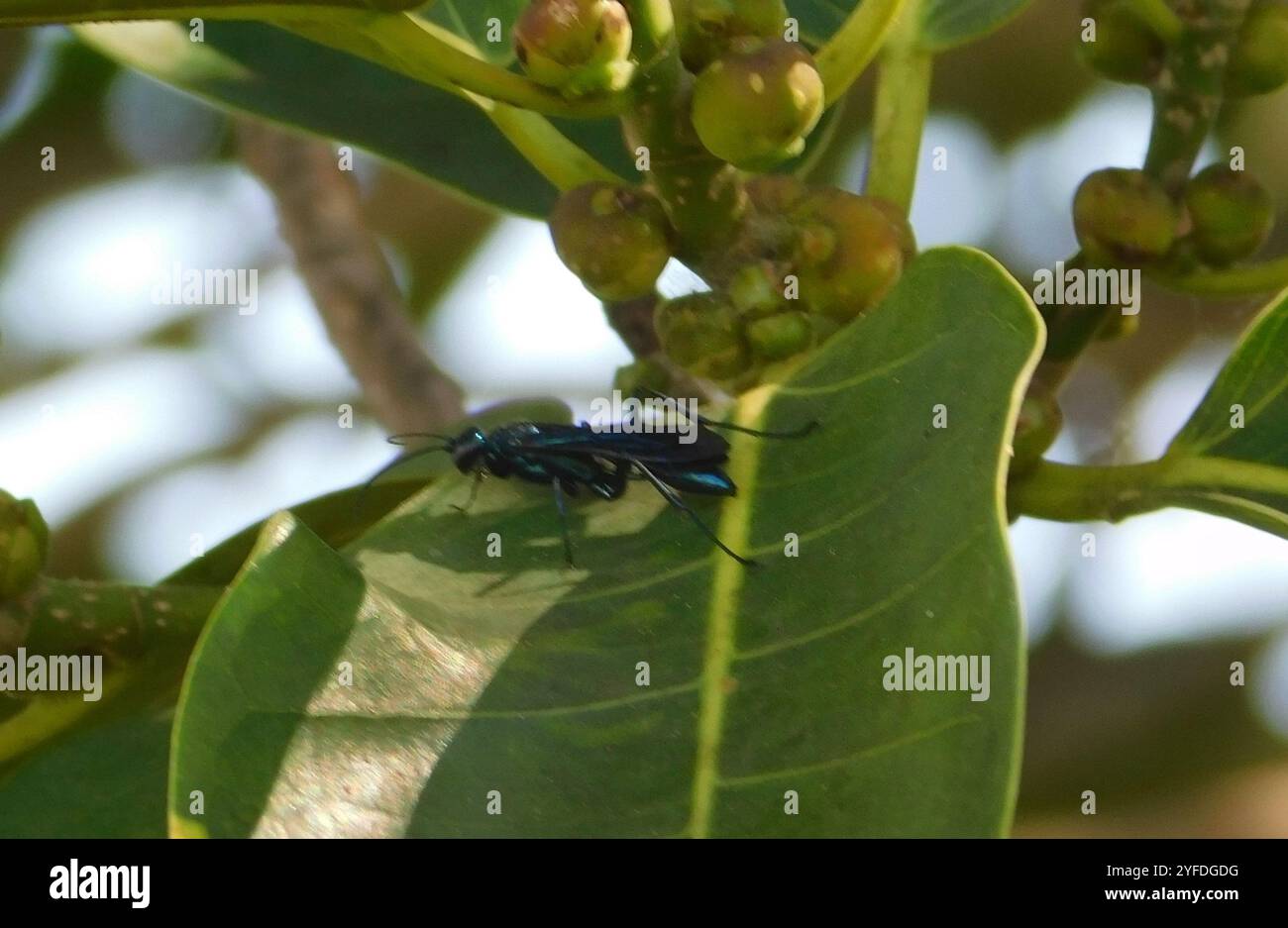 Blue Mud-dauber Wasps (Chalybion Stock Photo - Alamy