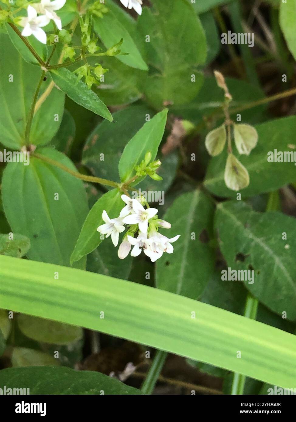 Summer Bluet (Houstonia purpurea purpurea Stock Photo - Alamy