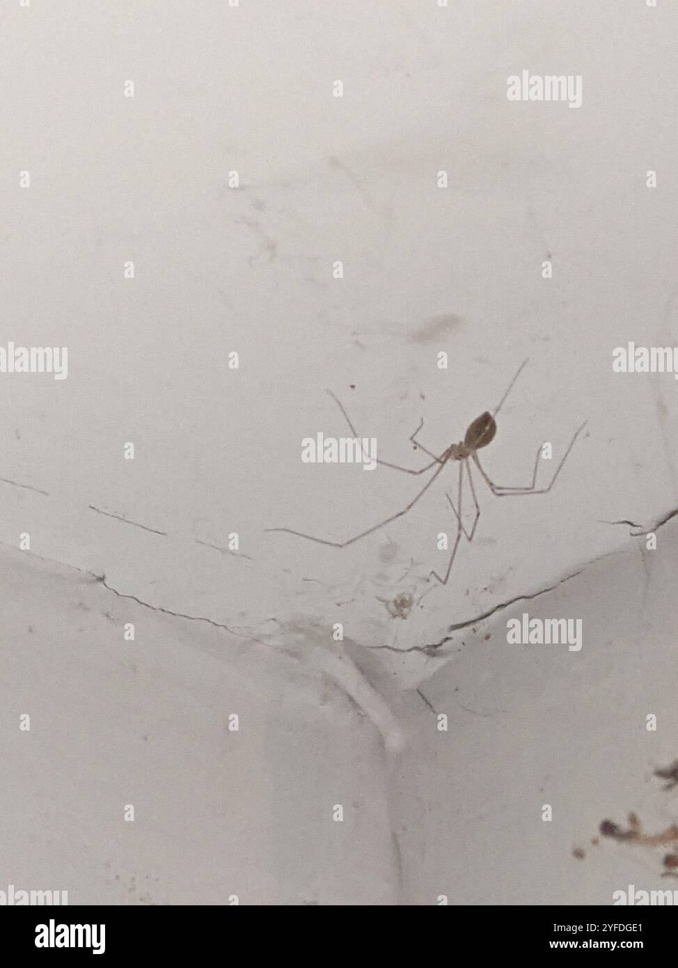 Common Cellar Spiders (Pholcus Stock Photo - Alamy