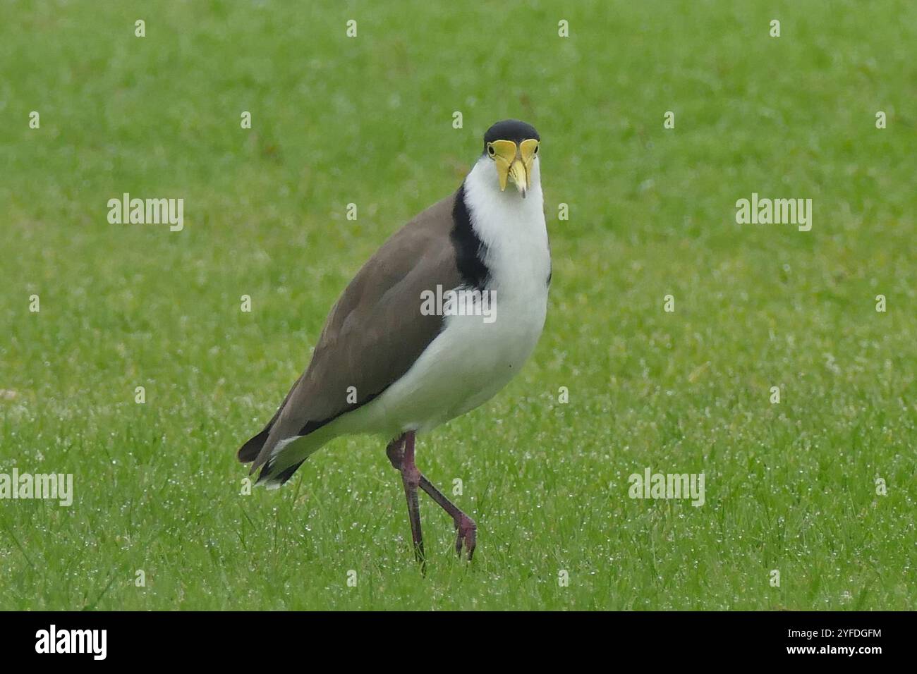 Black-shouldered Masked Lapwing (Vanellus miles novaehollandiae Stock ...
