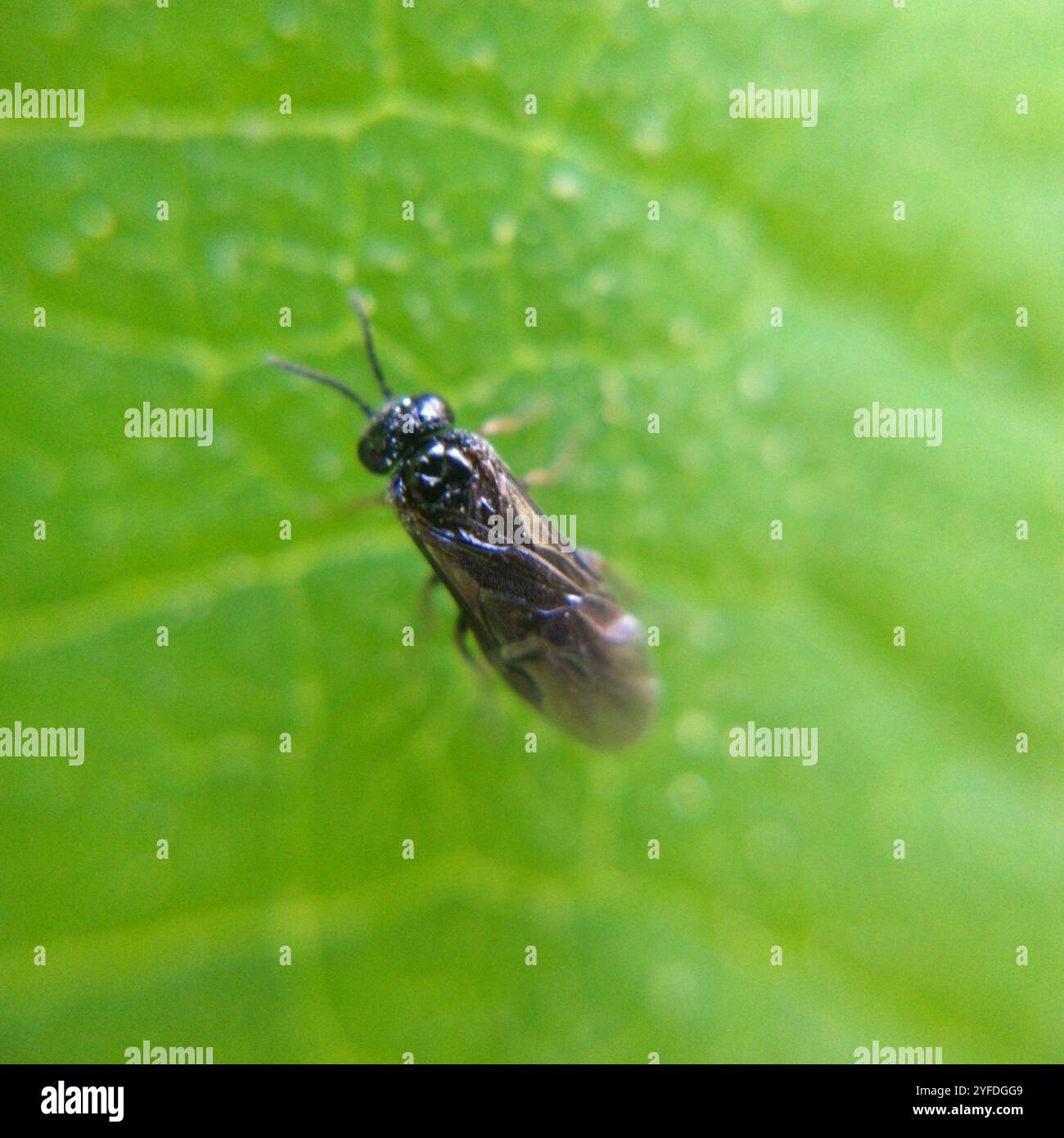 Common Sawflies (Tenthredinidae Stock Photo - Alamy
