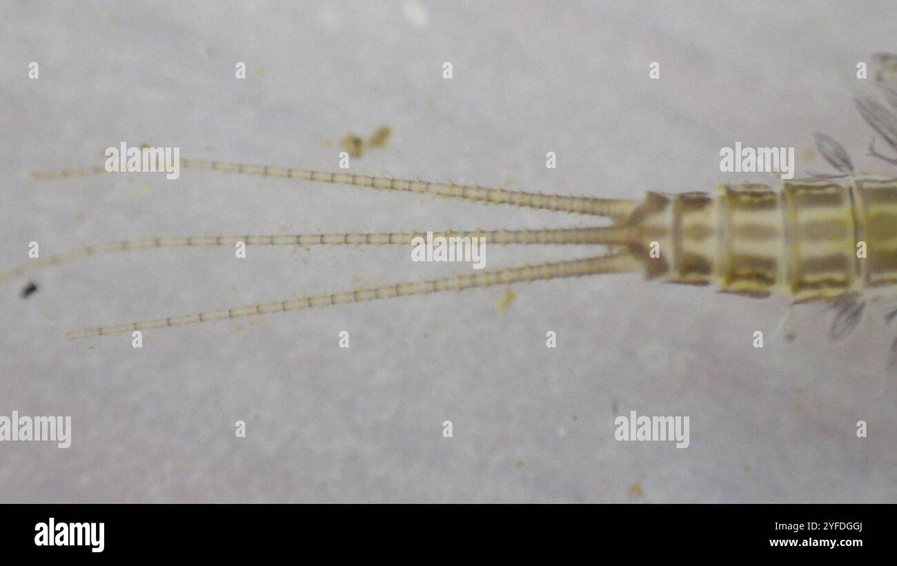 Orange Cahill (Stenacron interpunctatum Stock Photo - Alamy