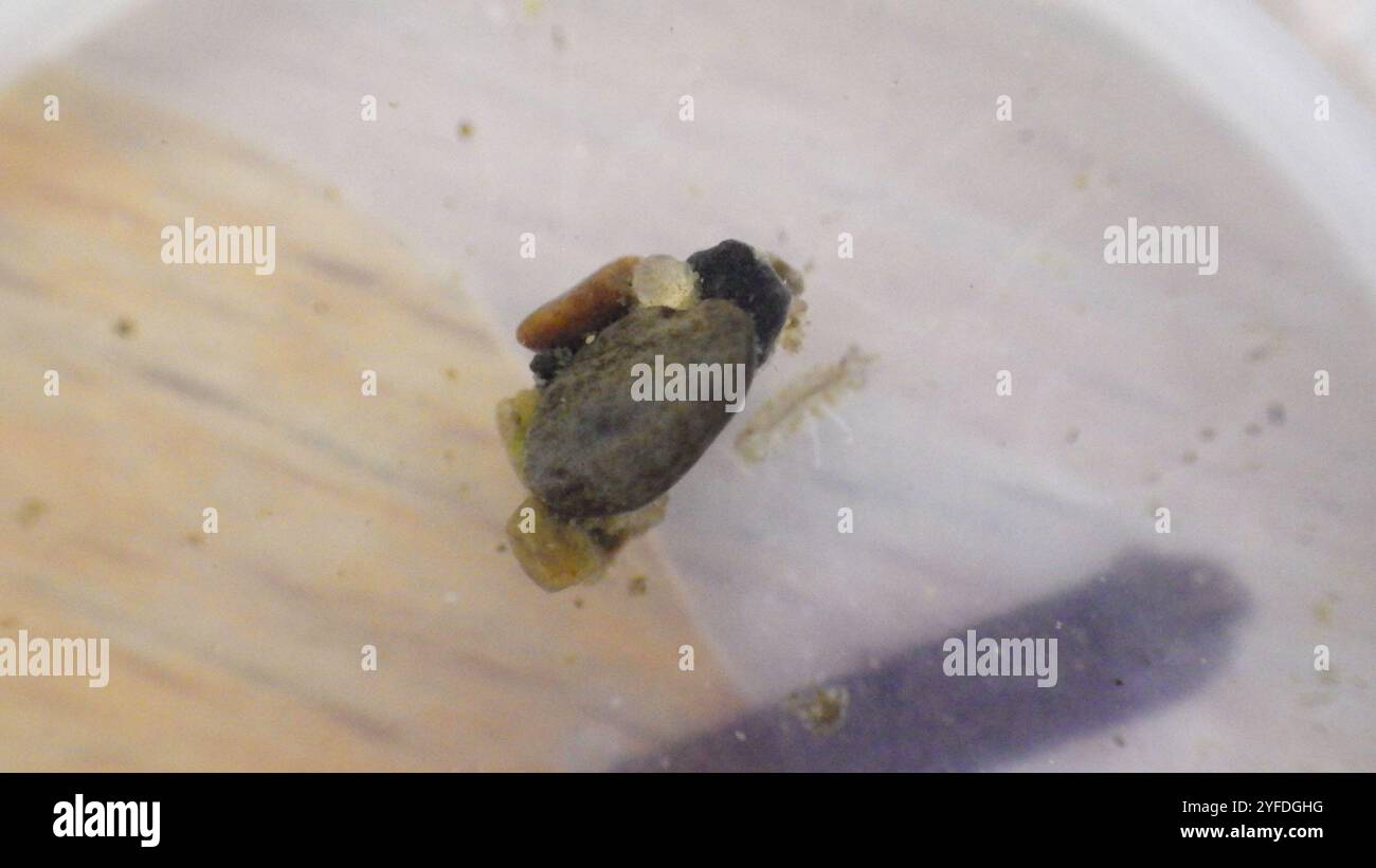 Little Black Caddisflies (Glossosomatidae Stock Photo - Alamy