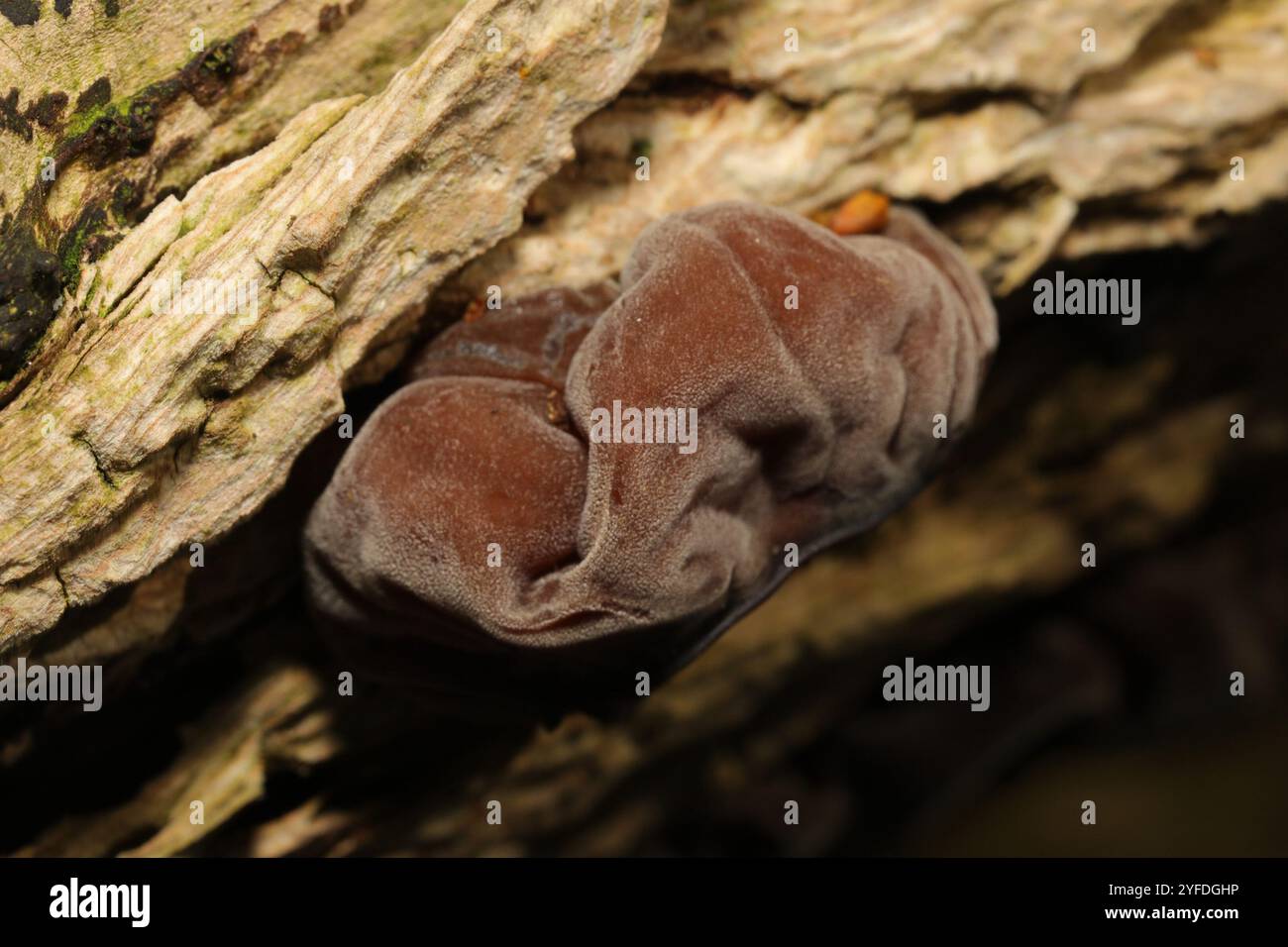 Jelly Ear (Auricularia auricula-judae Stock Photo - Alamy