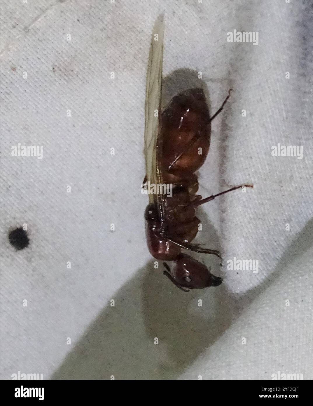 Chestnut carpenter ant hi-res stock photography and images - Alamy