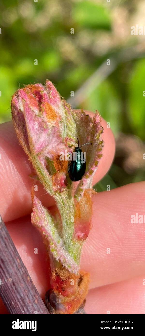 Willow Leaf Beetle (Plagiodera versicolora Stock Photo - Alamy