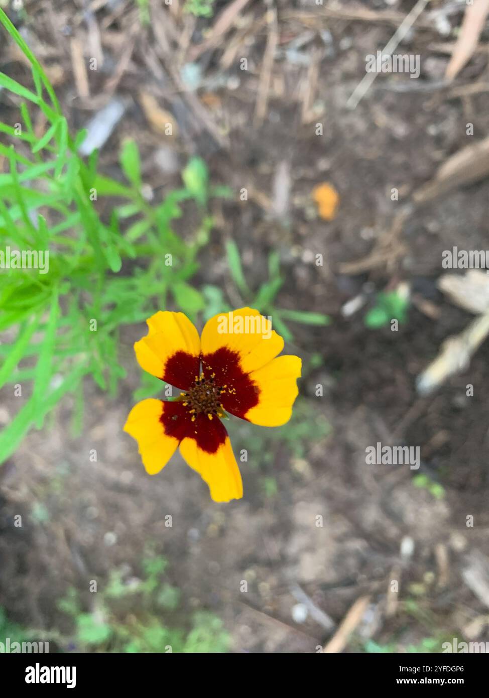 Golden Wave Tickseed (Coreopsis basalis Stock Photo - Alamy