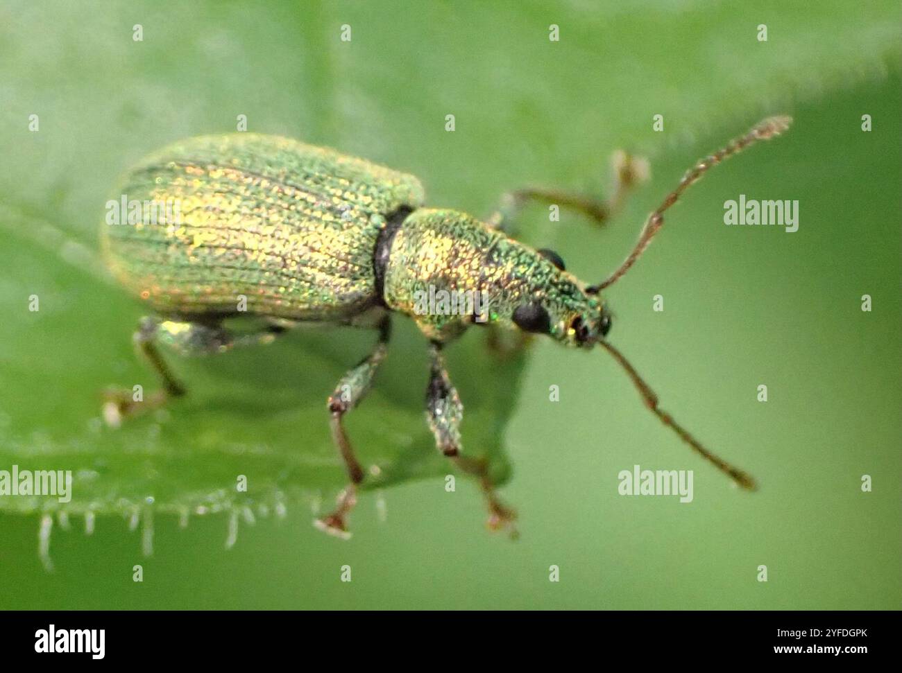 Silver-green leaf weevil (Phyllobius argentatus Stock Photo - Alamy