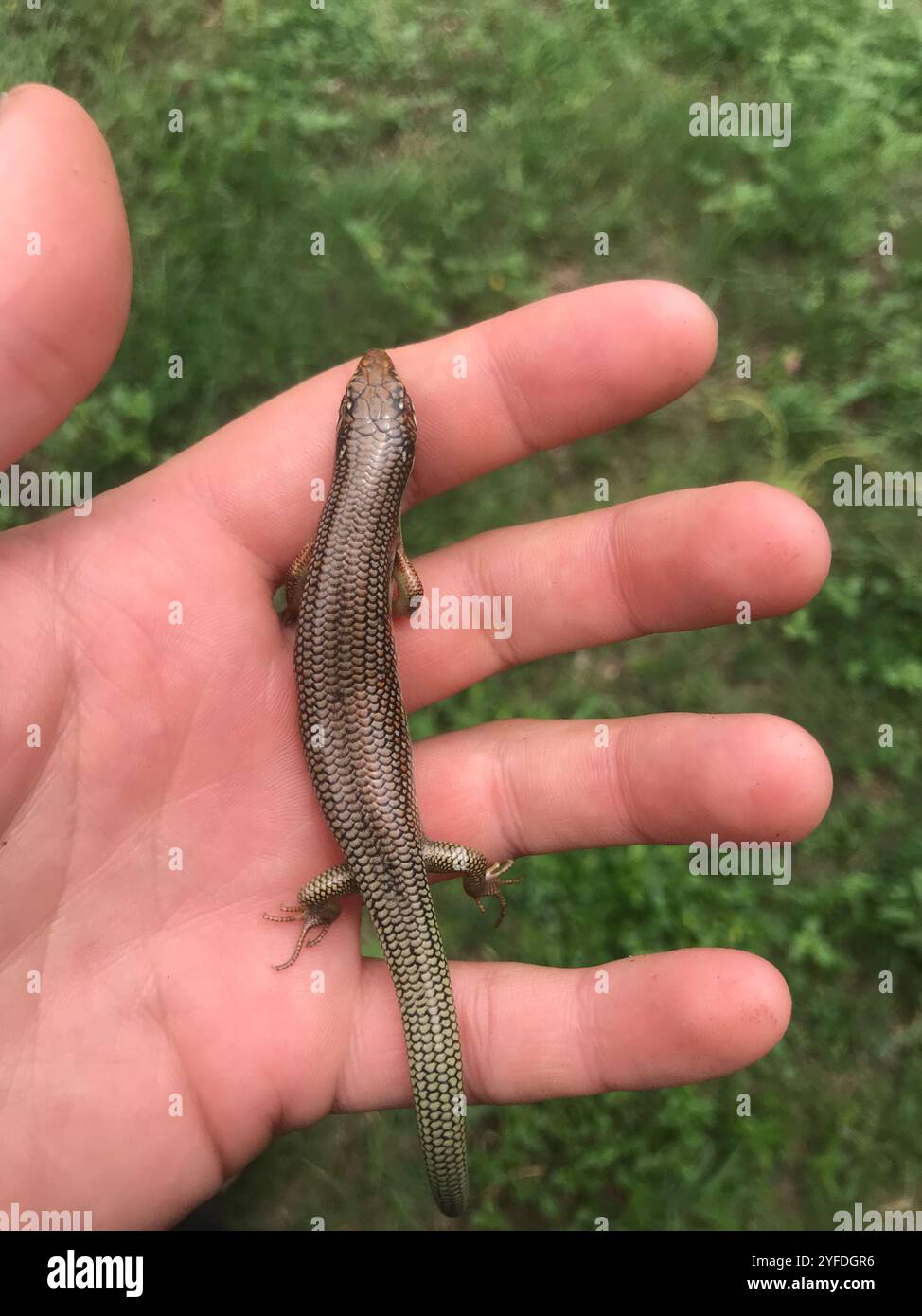 Great Plains Skink (Plestiodon obsoletus Stock Photo - Alamy