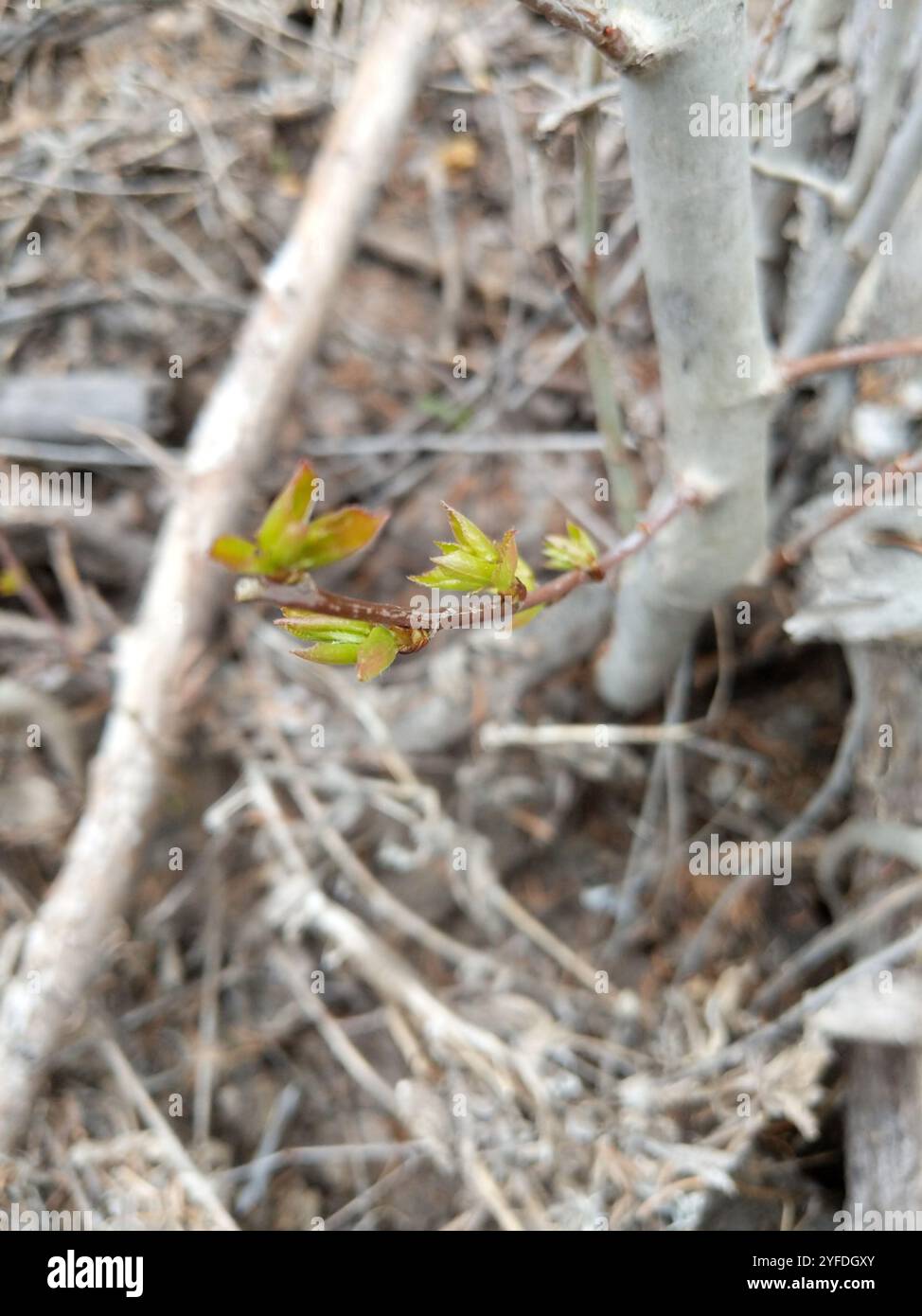 trembling aspen (Populus tremuloides Stock Photo - Alamy