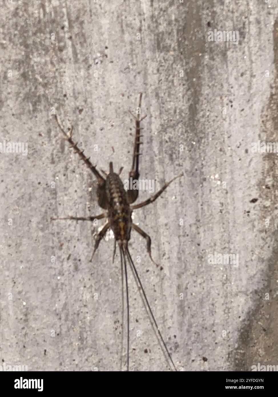 Camel Crickets, Cave Crickets, and Cave Wēta (Rhaphidophoridae Stock ...