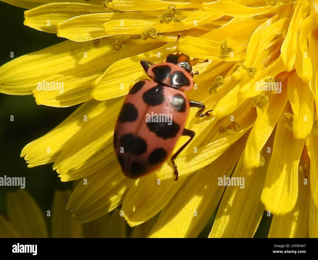 Spotted Pink Lady Beetle (Coleomegilla maculata Stock Photo - Alamy