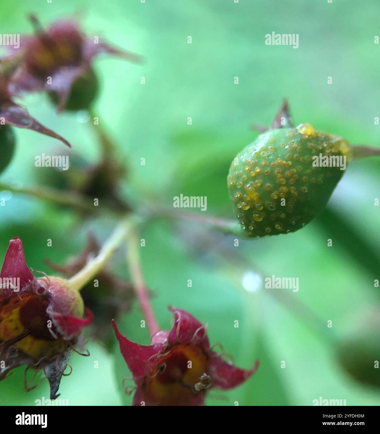 quince rust (Gymnosporangium clavipes Stock Photo - Alamy