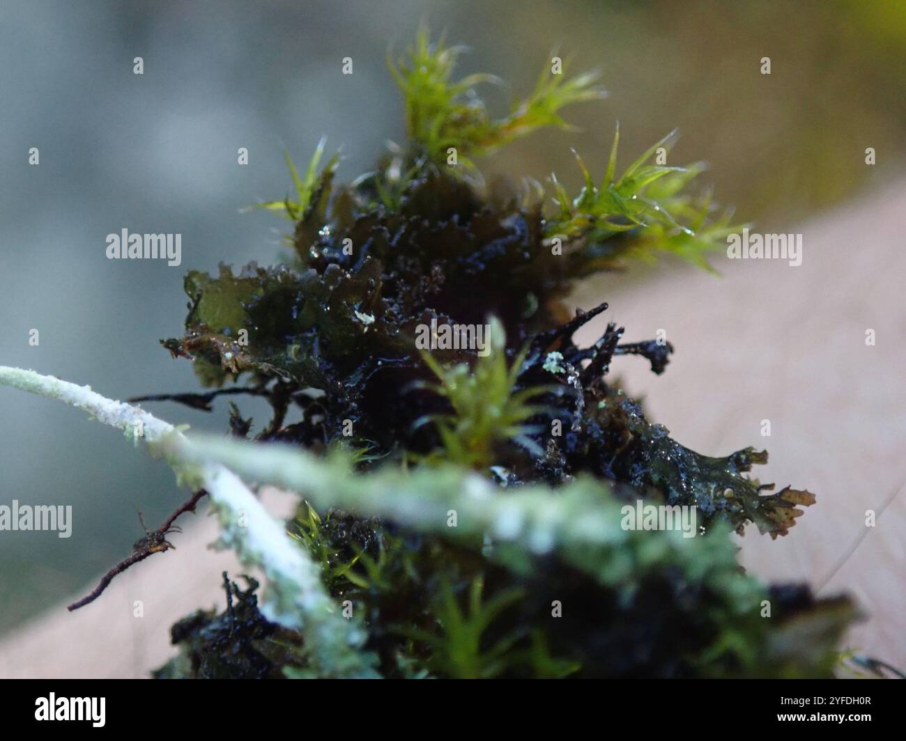 Tattered Jellyskin Lichen (Scytinium lichenoides Stock Photo - Alamy