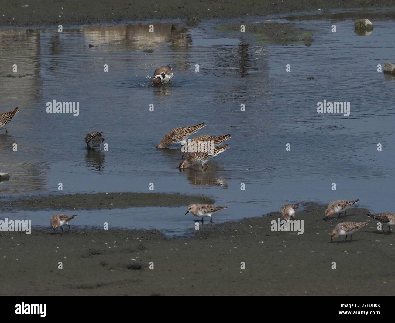 Sharp-tailed Sandpiper (Calidris acuminata Stock Photo - Alamy