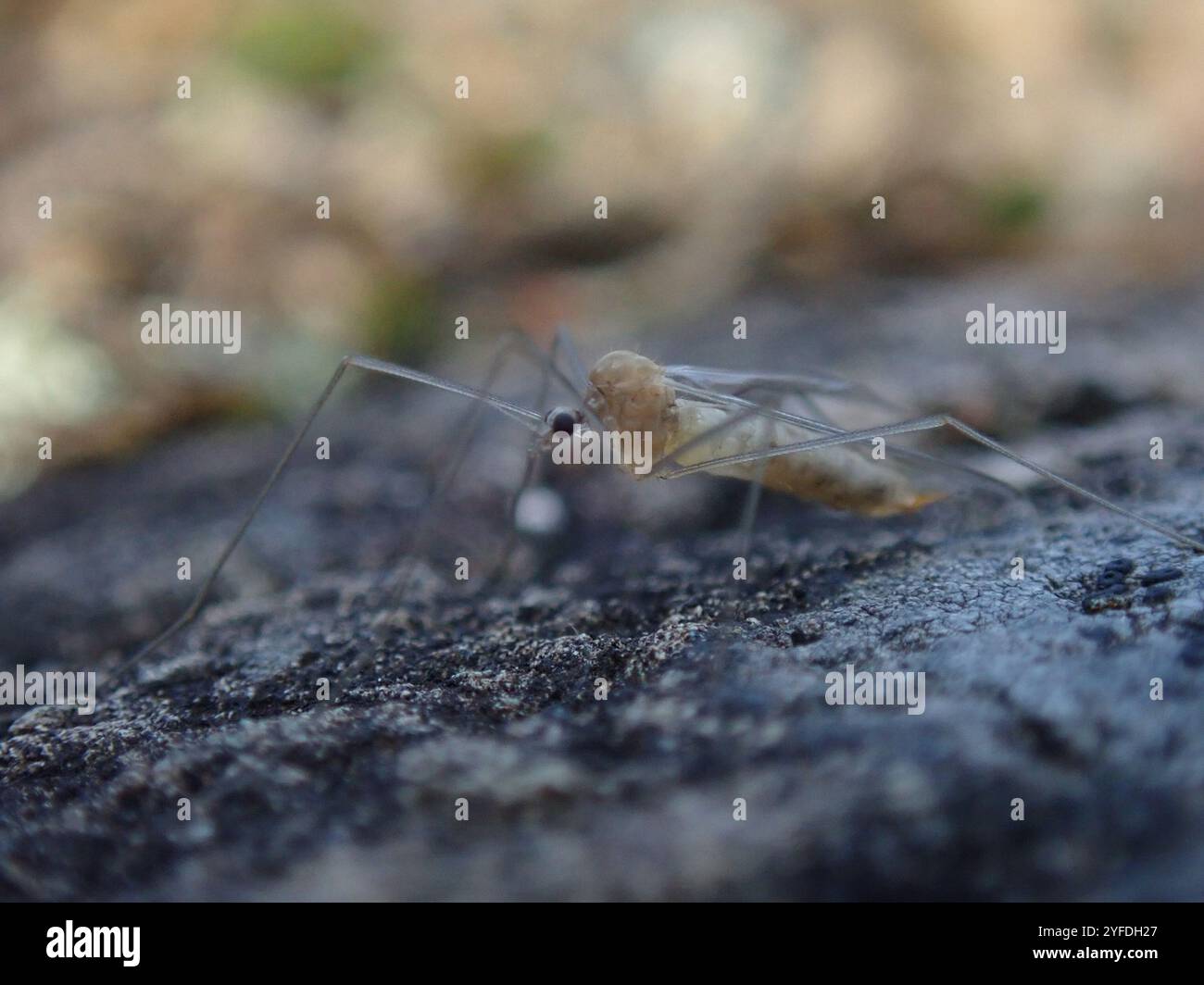 Typical Crane Flies (Tipuloidea Stock Photo - Alamy