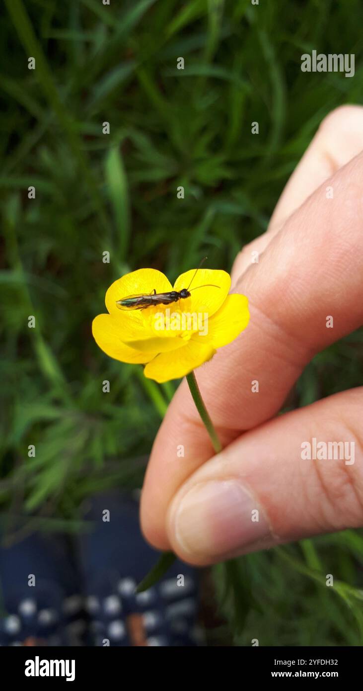 Stem Sawflies (Cephidae Stock Photo - Alamy