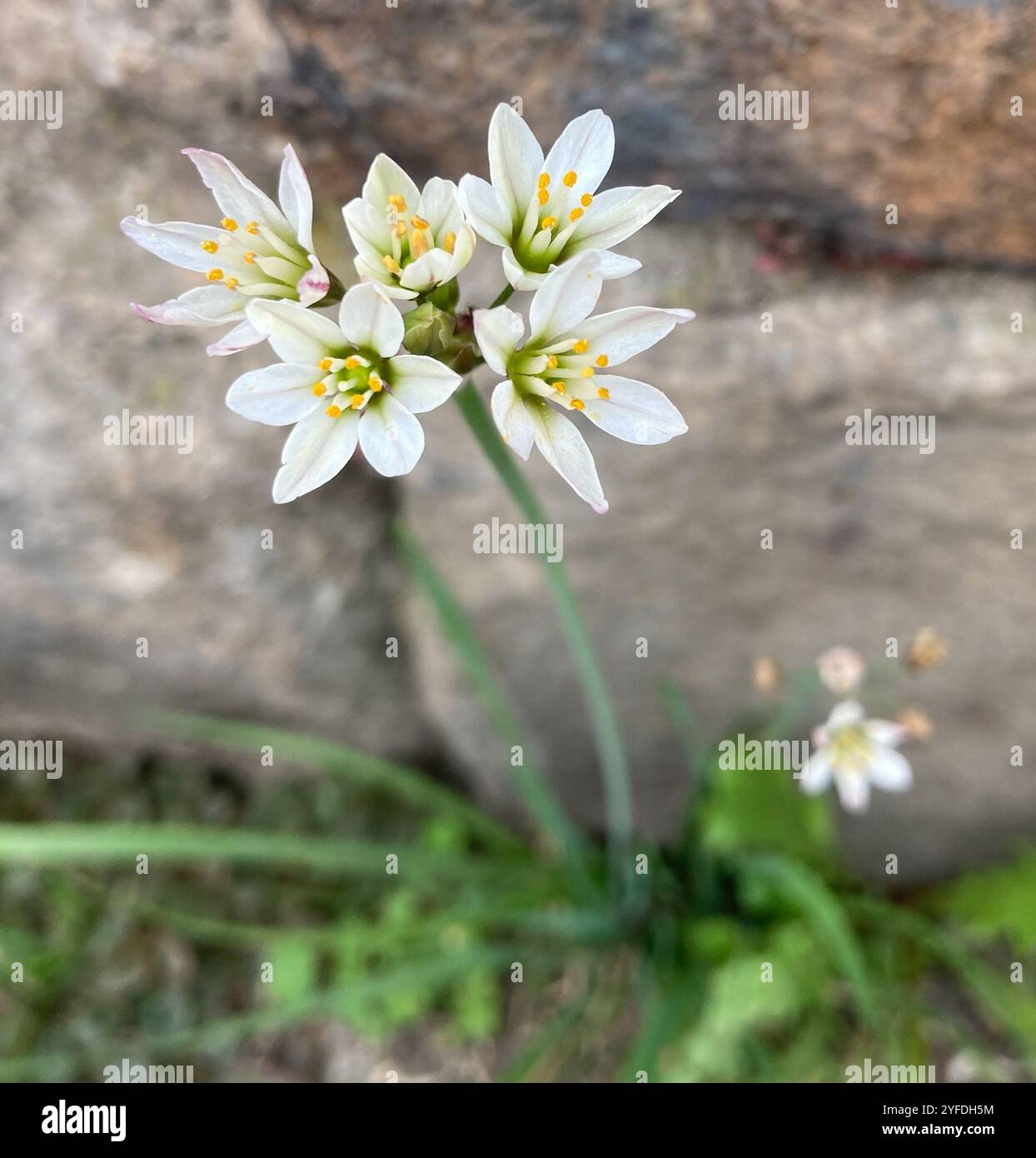 Onion Weed (Nothoscordum gracile Stock Photo - Alamy