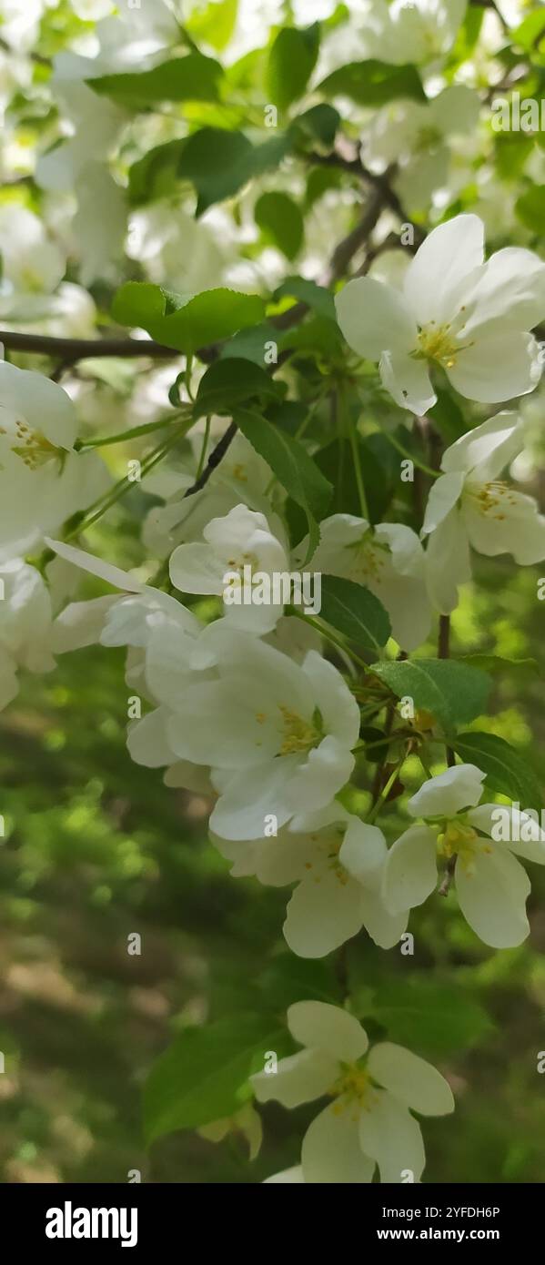 Siberian crabapple (Malus baccata Stock Photo - Alamy