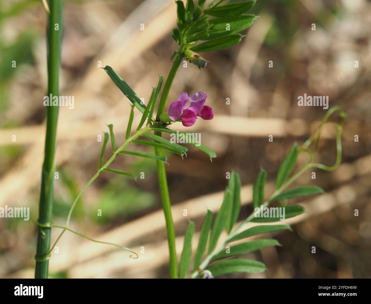 Common Vetch (Vicia sativa Stock Photo - Alamy