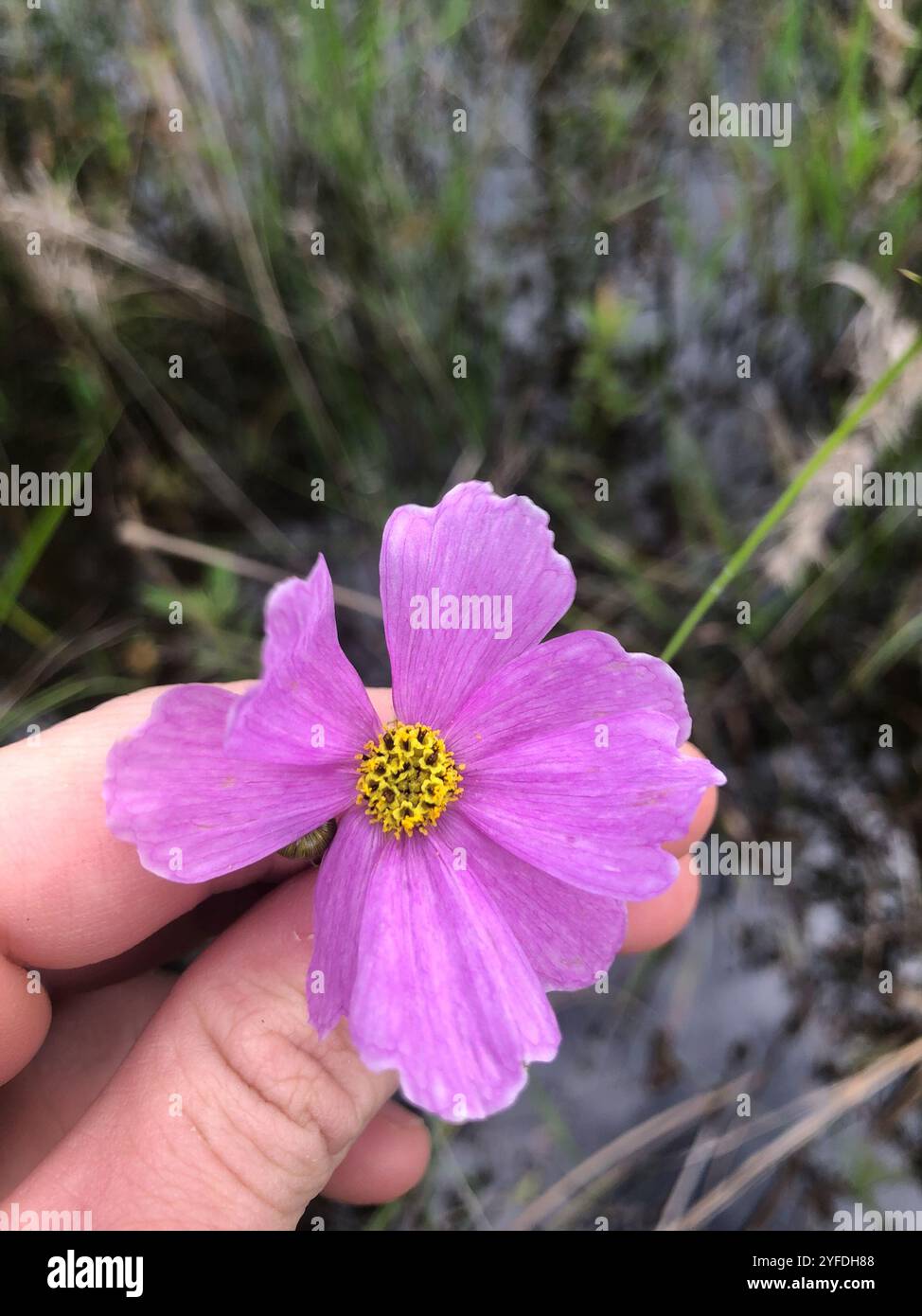 Georgia Tickseed (Coreopsis nudata Stock Photo - Alamy