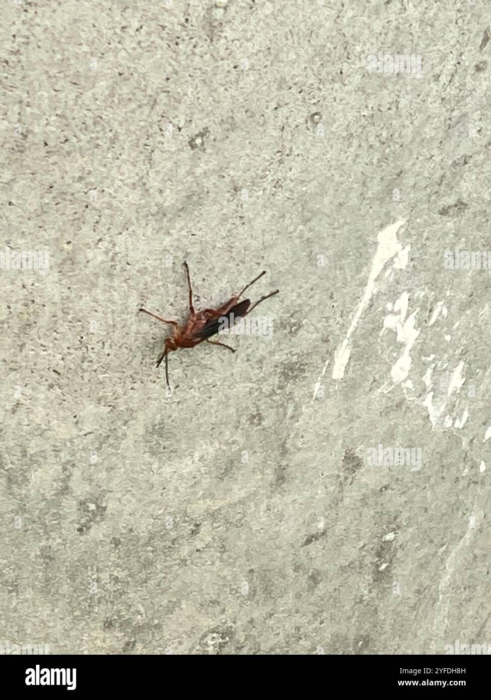Rusty spider wasp hi-res stock photography and images - Alamy