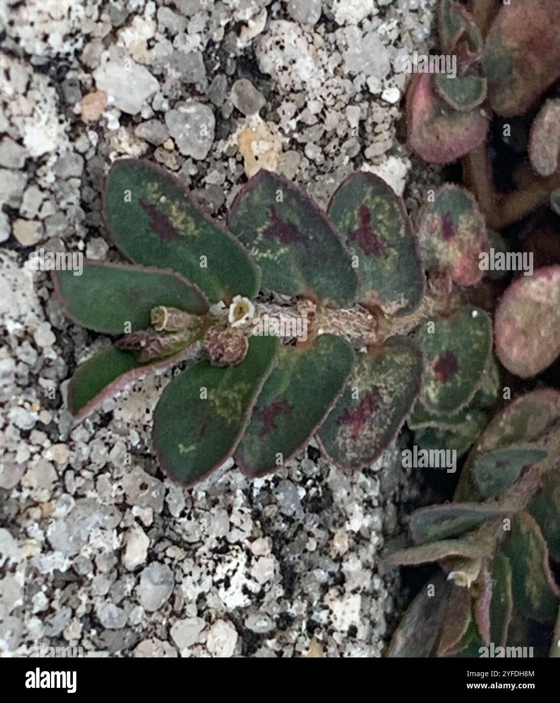 Spotted spurge (Euphorbia maculata Stock Photo - Alamy