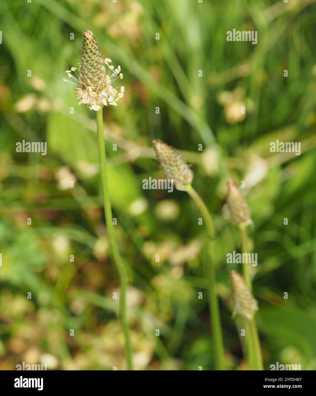 ribwort plantain (Plantago lanceolata Stock Photo - Alamy
