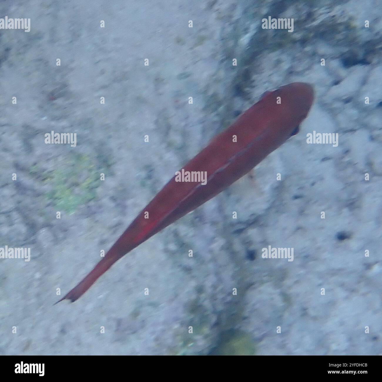 Ray-finned Fishes (Actinopterygii Stock Photo - Alamy