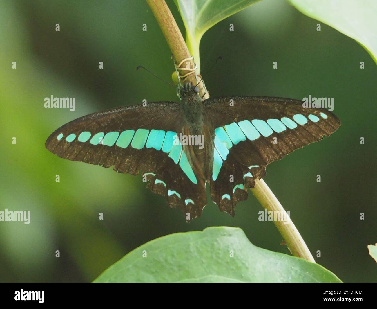 Common Bluebottle (Graphium sarpedon Stock Photo - Alamy