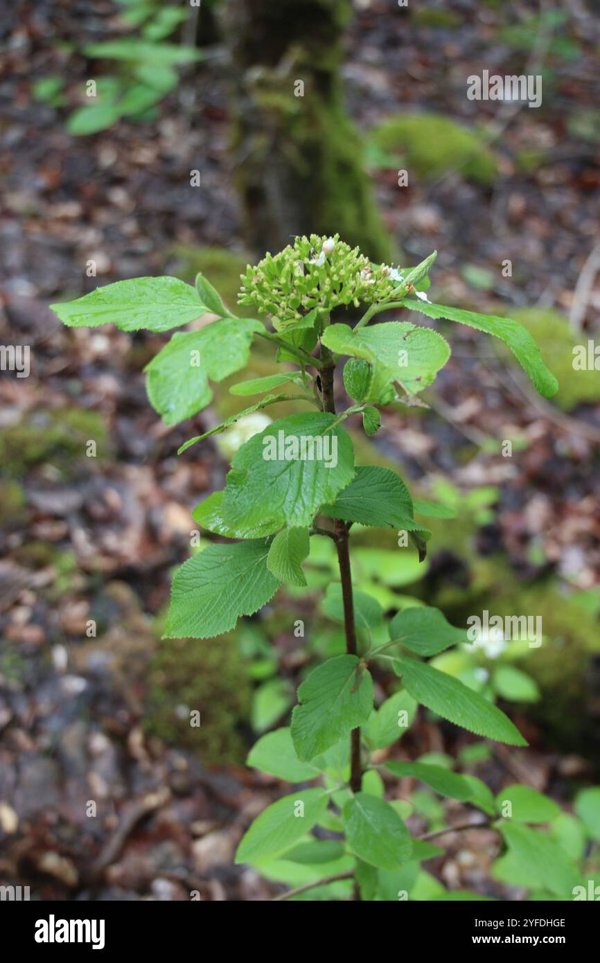 Wayfaring-tree (Viburnum lantana Stock Photo - Alamy
