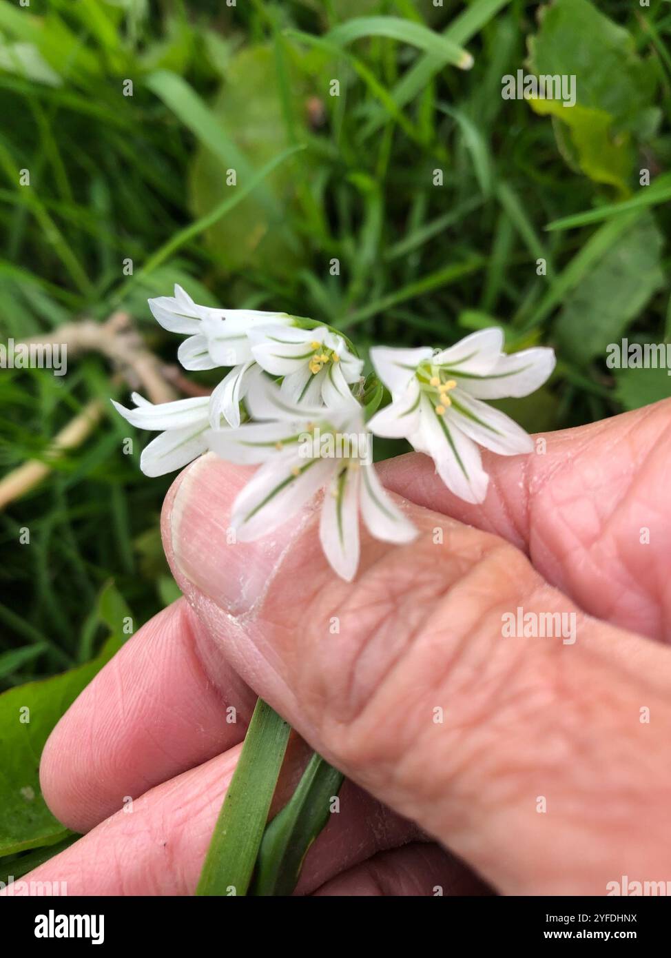 Three-cornered garlic (Allium triquetrum Stock Photo - Alamy