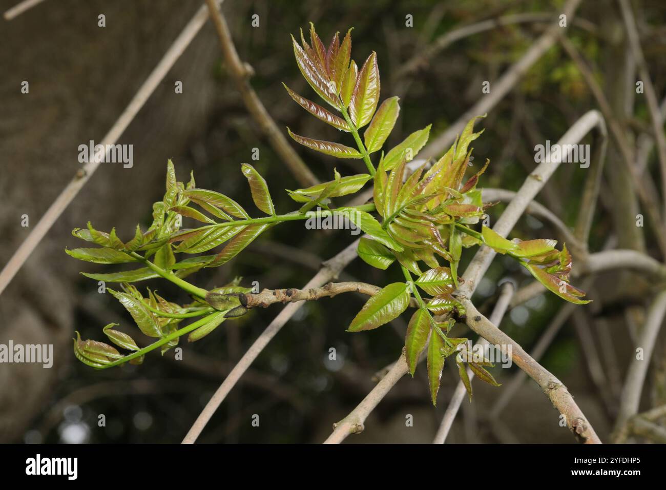 European ash (Fraxinus excelsior Stock Photo - Alamy