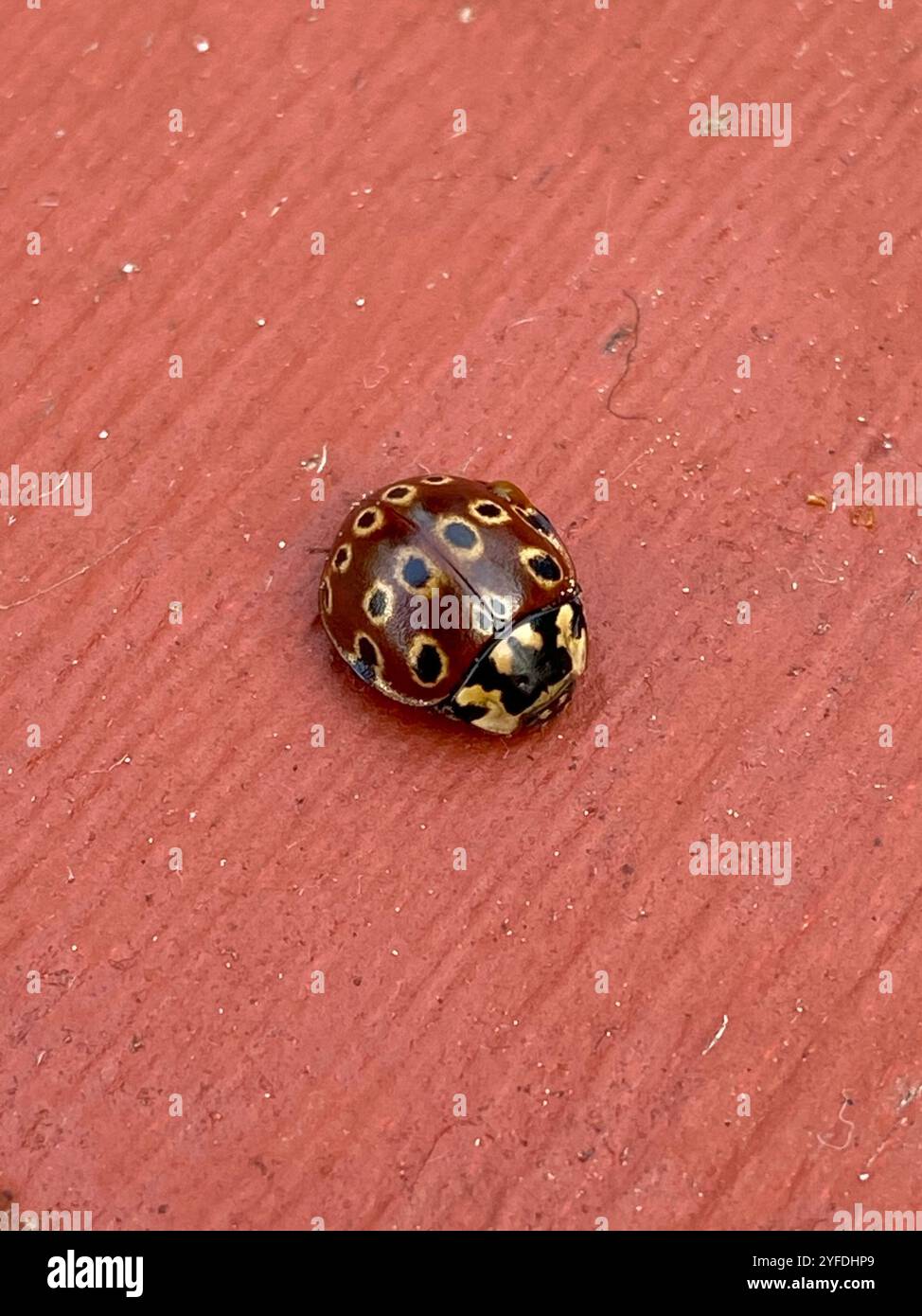 Eye-spotted Lady Beetle (Anatis mali Stock Photo - Alamy