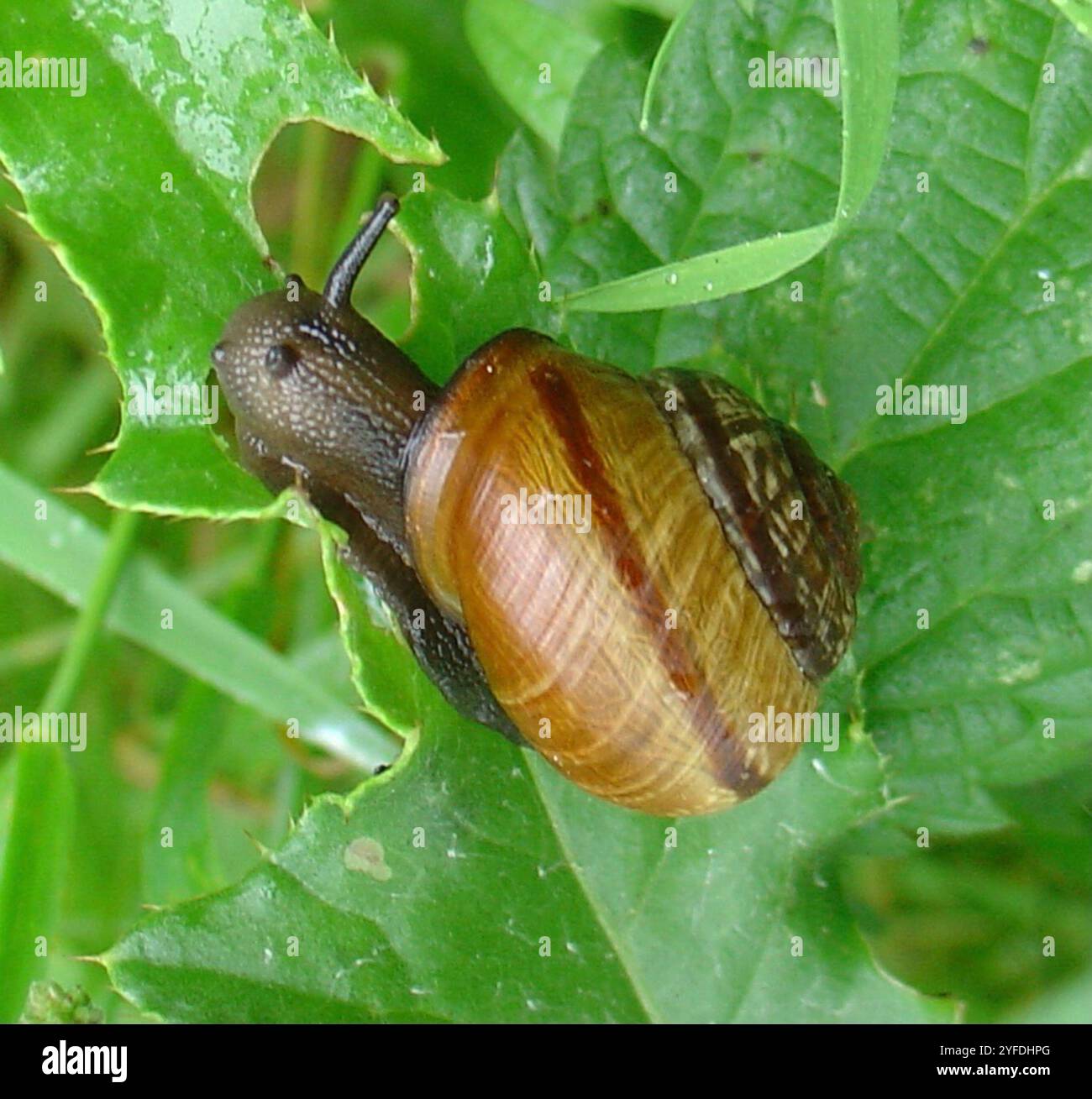 Copse Snail (Arianta arbustorum Stock Photo - Alamy