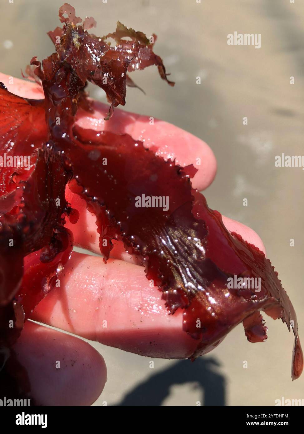 Grape Tongue (Cryptopleura ruprechtiana Stock Photo - Alamy