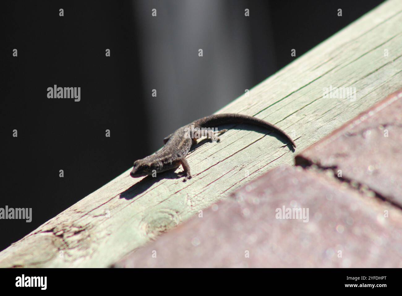 Common Dwarf Gecko (Lygodactylus capensis Stock Photo - Alamy