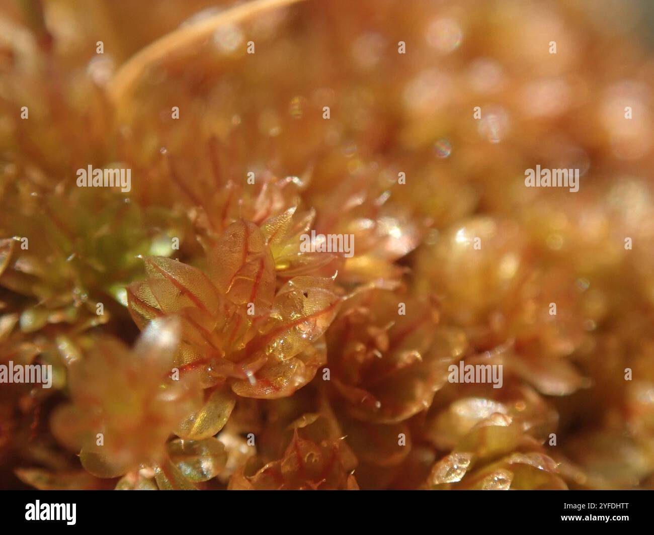 Capillary Thread-moss (Ptychostomum capillare Stock Photo - Alamy