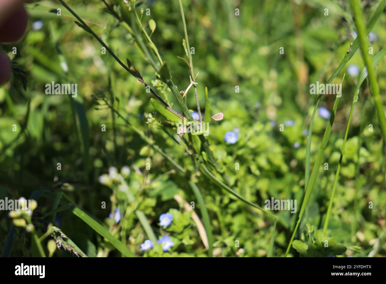 garlic penny-cress (Mummenhoffia alliacea Stock Photo - Alamy