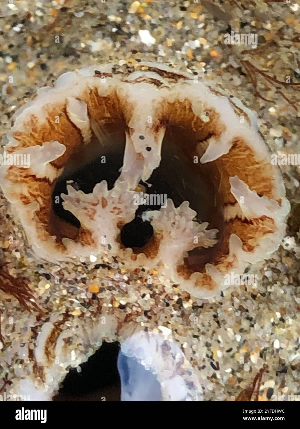 Rough piddock hi-res stock photography and images - Alamy