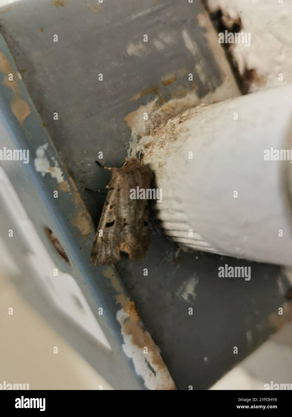 Hebrew Character (Orthosia gothica Stock Photo - Alamy